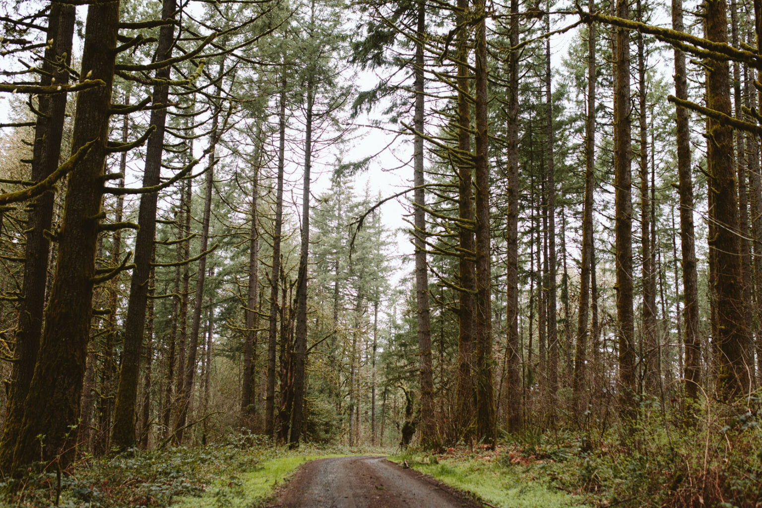 Introducing The Most Beautiful Wood Flooring In The World, By An Oregon ...