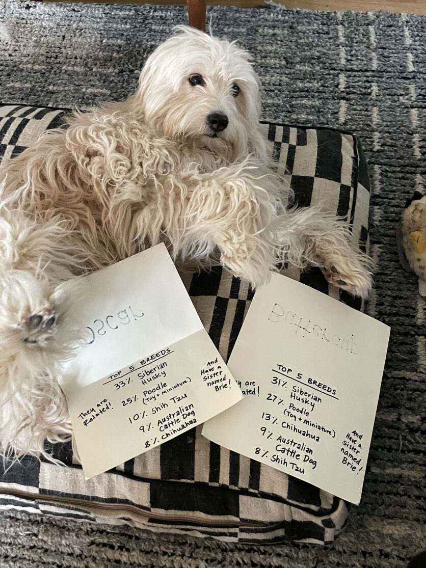 The At-Home Dog DNA Test Results Are IN! We Finally Know What Oscar And ...