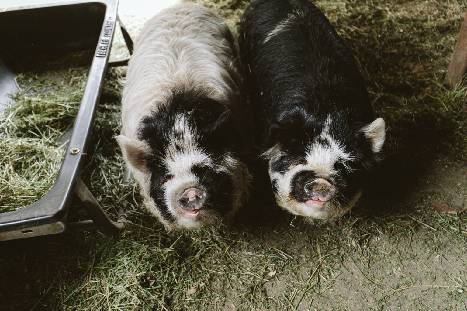 Wait, You Have To Meet Our Kune Kune Pigs, Barb And Elisha!! + The ...