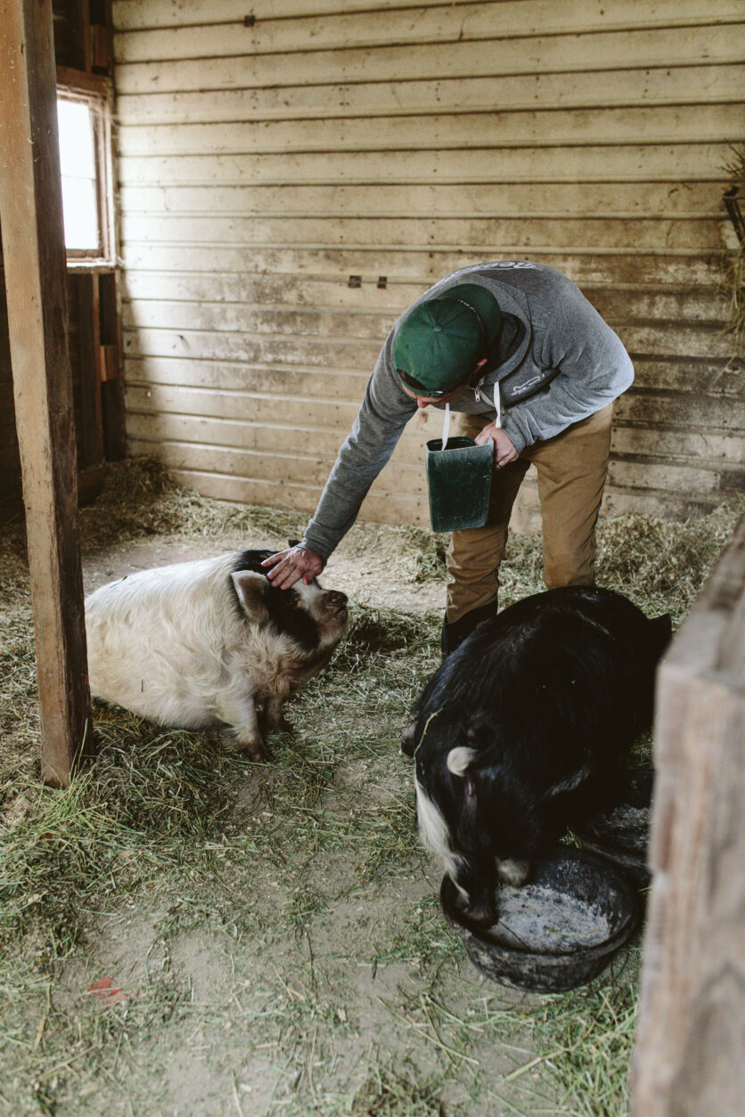 Wait, You Have To Meet Our Kune Kune Pigs, Barb And Elisha!! + The ...