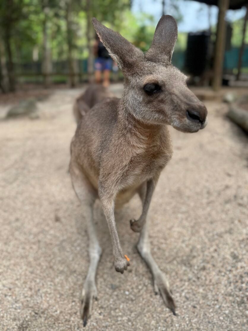 Caitlin Spent 3 Weeks Traveling Across Australia & New Zealand - Here's ...